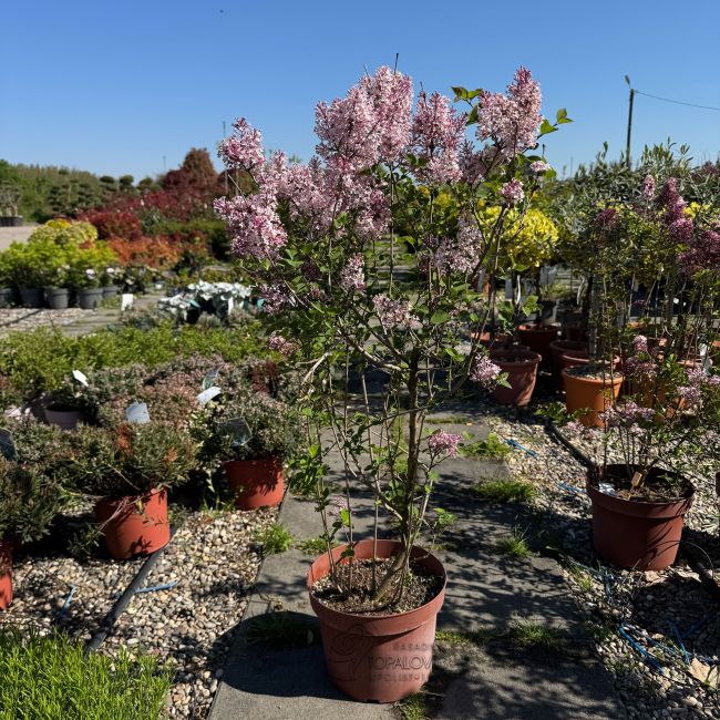 Syringa Josee - Patuljasti jorgovan
