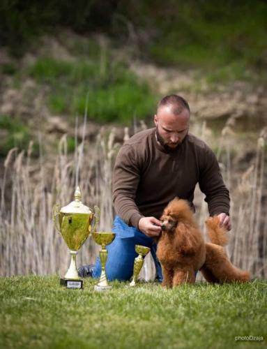 Crveni toy mužjak dostupan za parenje
Sivac