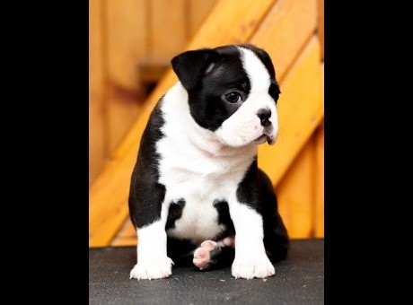 Boston terrier stenad