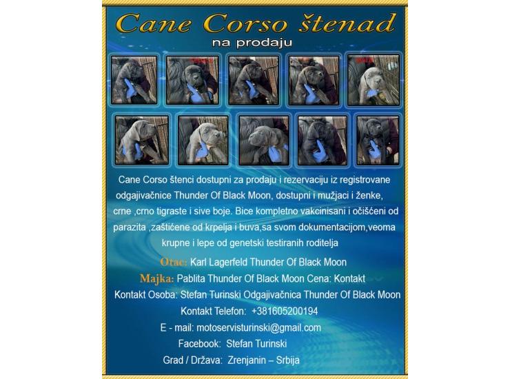 Cane Corso