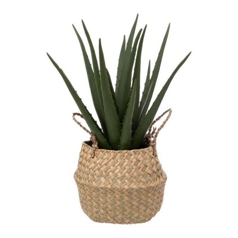 BILJKA ALOE NATURAL h37CM