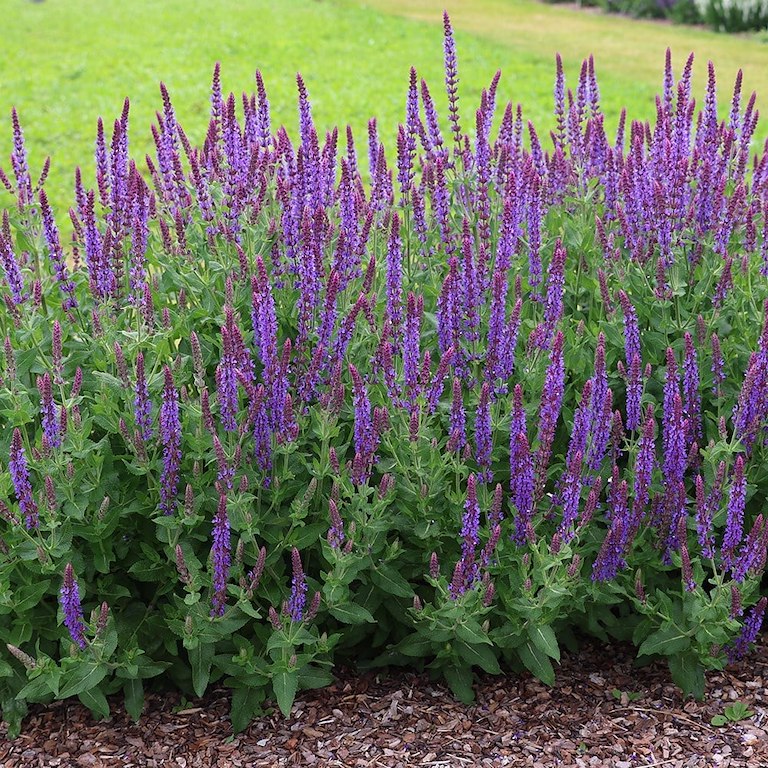 Salvia nemorosa