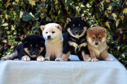 SHIBA INU / ŠIBA INU