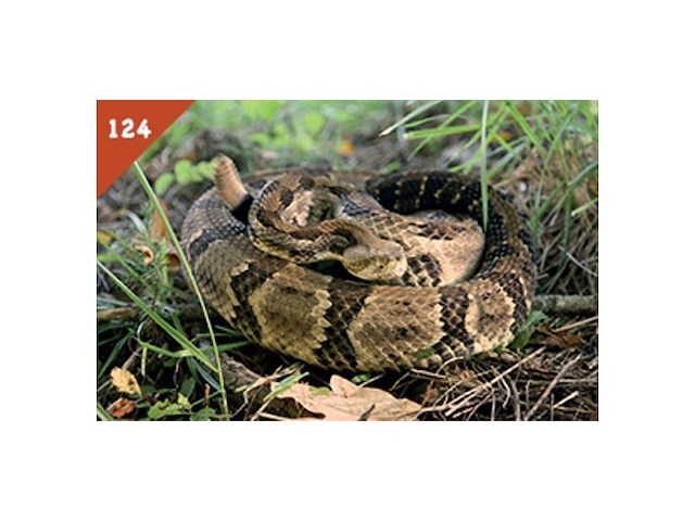 Životinjsko carstvo 124 (2016)