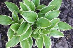 HOSTA albomarginata
