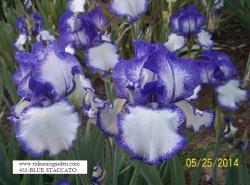 IRIS BLUE STACCATO sadnica/rizom