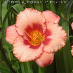 Hemerocallis Strawberry Candy P422