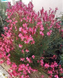 GAURA -Gaura lindheimeri