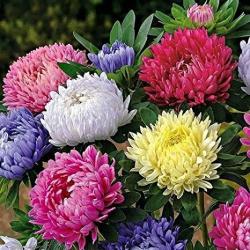 Lepa kata mix (500 semenki) Aster Paeony Duchess mix