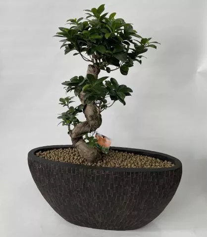 FICUS GINSENG