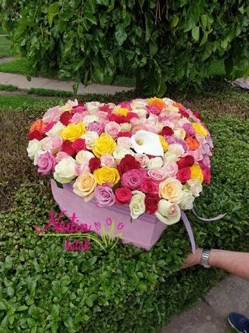 101 ŠARENA RUŽA K097