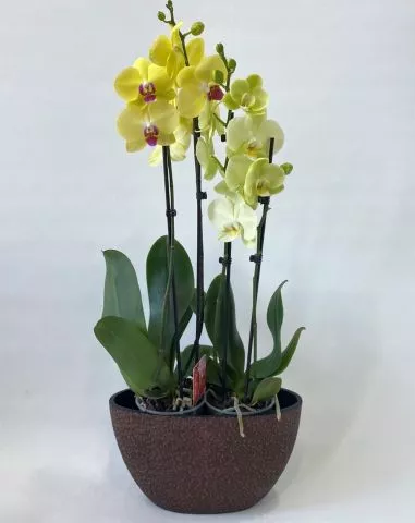 ORHIDEJA PHALENOPSIS 3