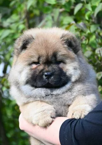 CHOW CHOW CAU CAU ČAU ČAU