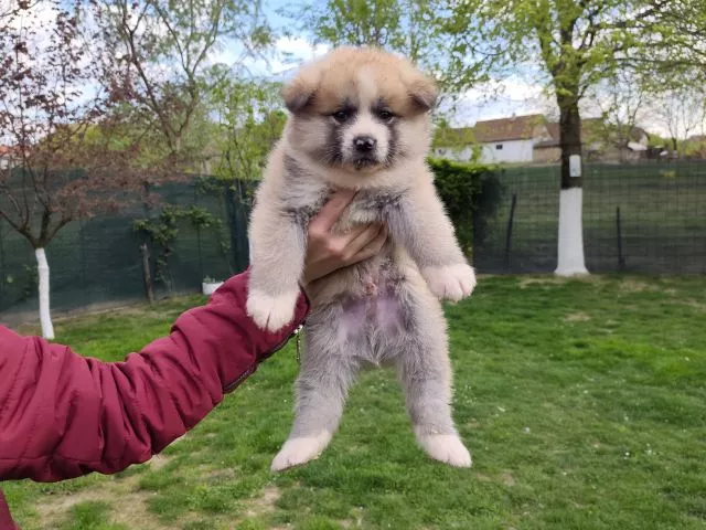 JAPANSKA AKITA (AKITA INU) STENCI