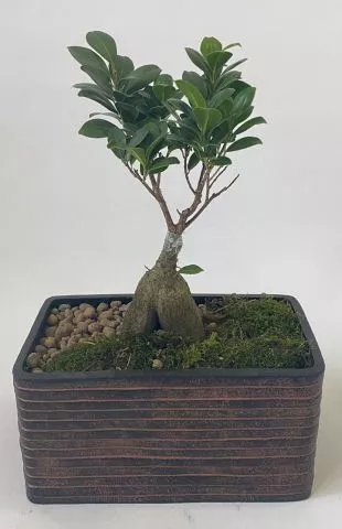 FICUS GINSENG 2