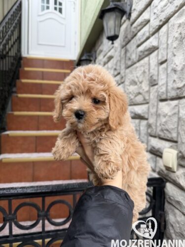 Maltipoo vrhunske genetike