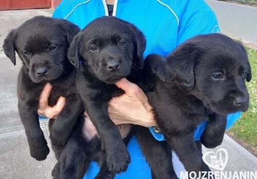 Prodajem tri muska steneta Labradora