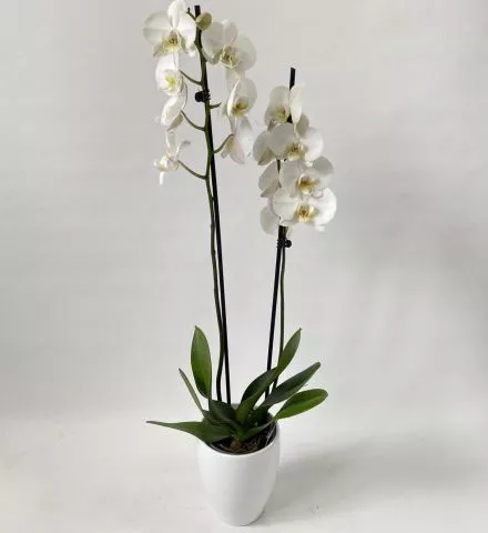 ORHIDEJA PHALENOPSIS