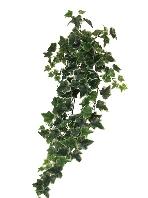 Cvet Chicago 86cm variegated 040058