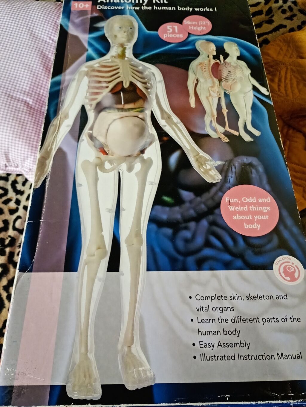Vidljiva trudnica – Anatomy Kit (model ljudskog tela) - Edukativni 3D
