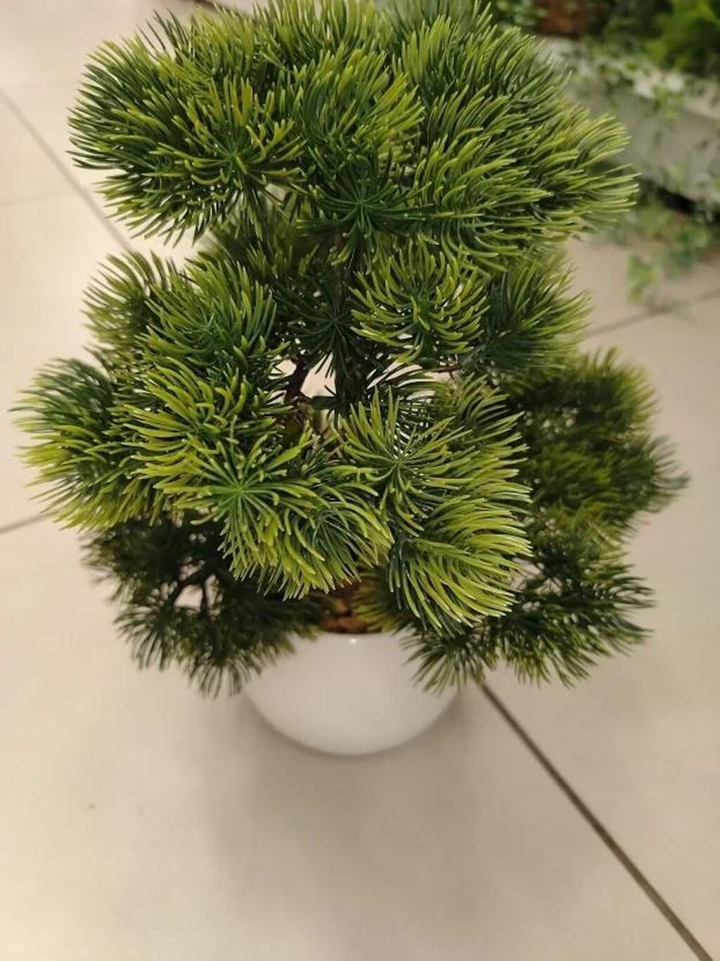Bonsai vestacko drvo u saksiji novo akcija | cene nisu fiksne
