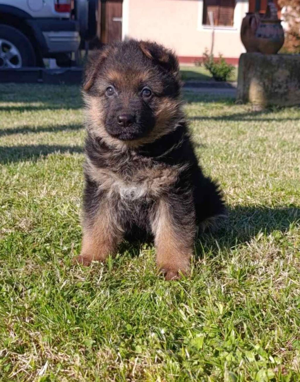 Na prodaju 2 ženska šteneta Nemačkog ovčara, lepog eksterijera sa