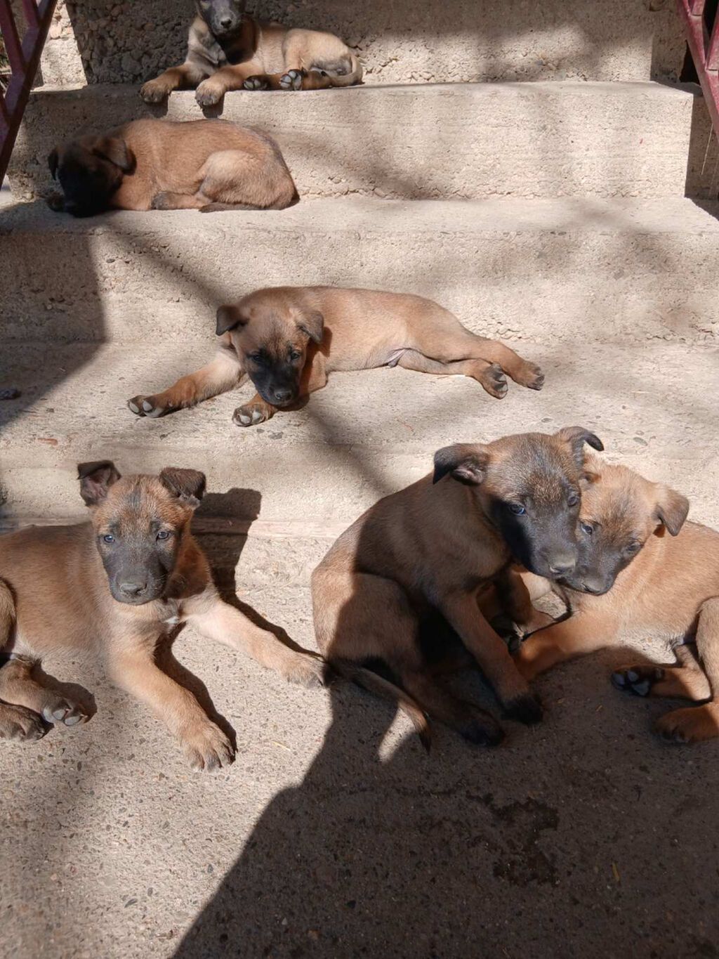Na prodaju štenci Belgijskog ovčara Malinoa. Cena 50 e. Pozvati na br