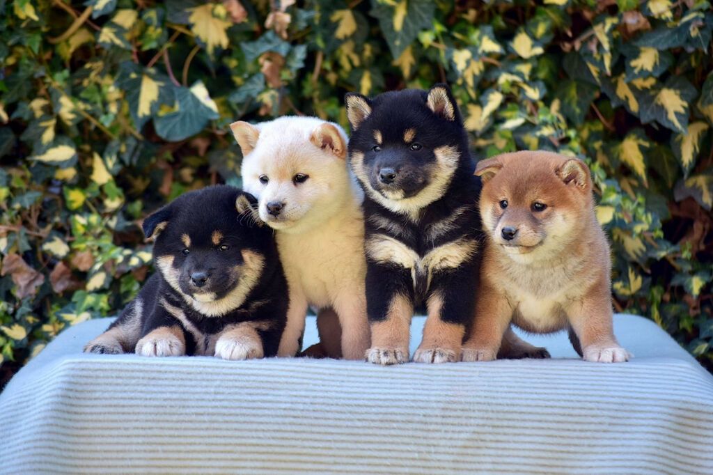 NEW "MINMIGORA' S" litter "Minmigora' s" Shiba Inu kennel present new