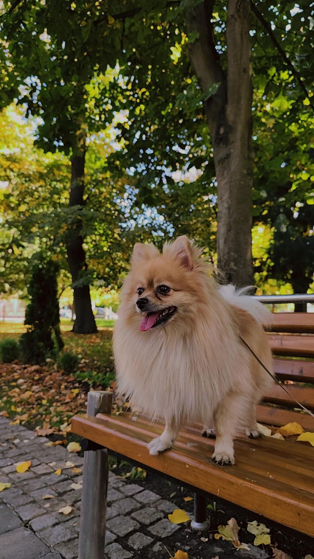 Pomeranac - pomeranski špic slobodan za parenje