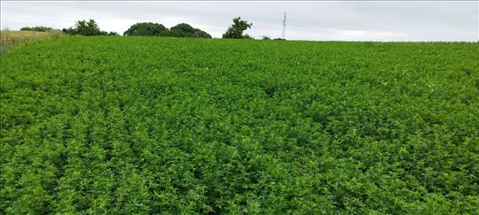 Balirana detelina - lucerka - Hitno