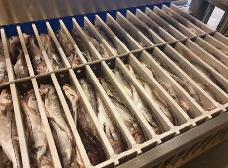 Hladno soba Jackstone plate freezer