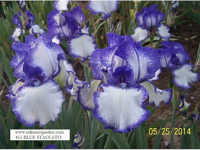 IRIS BLUE STACCATO sadnica