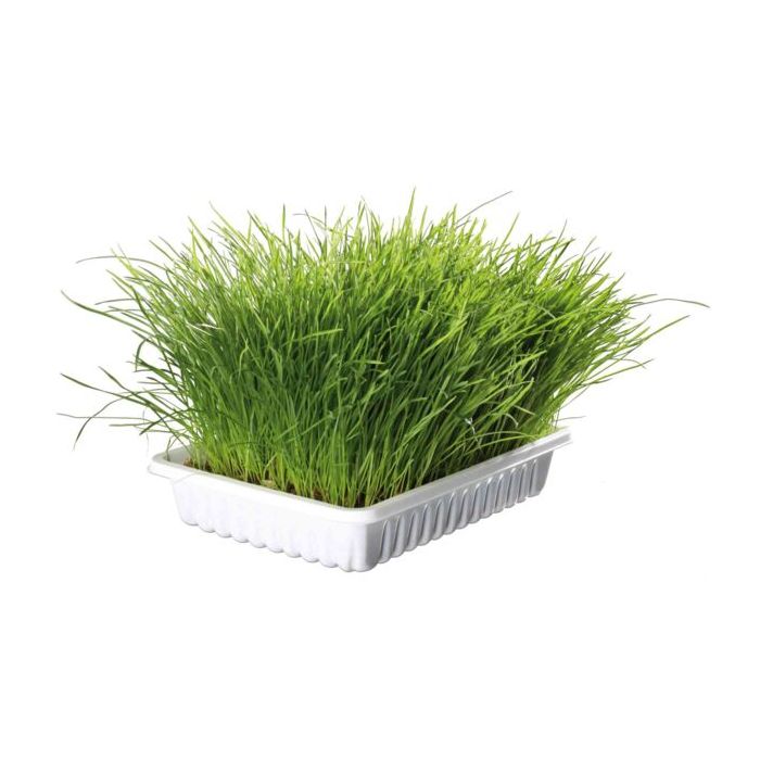 Trixie: Mačija trava u posudi Soft Grass, 100 g