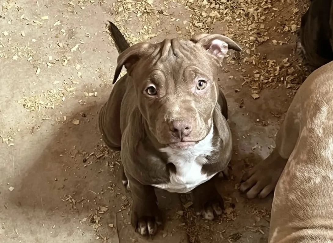 Pitbull stenci