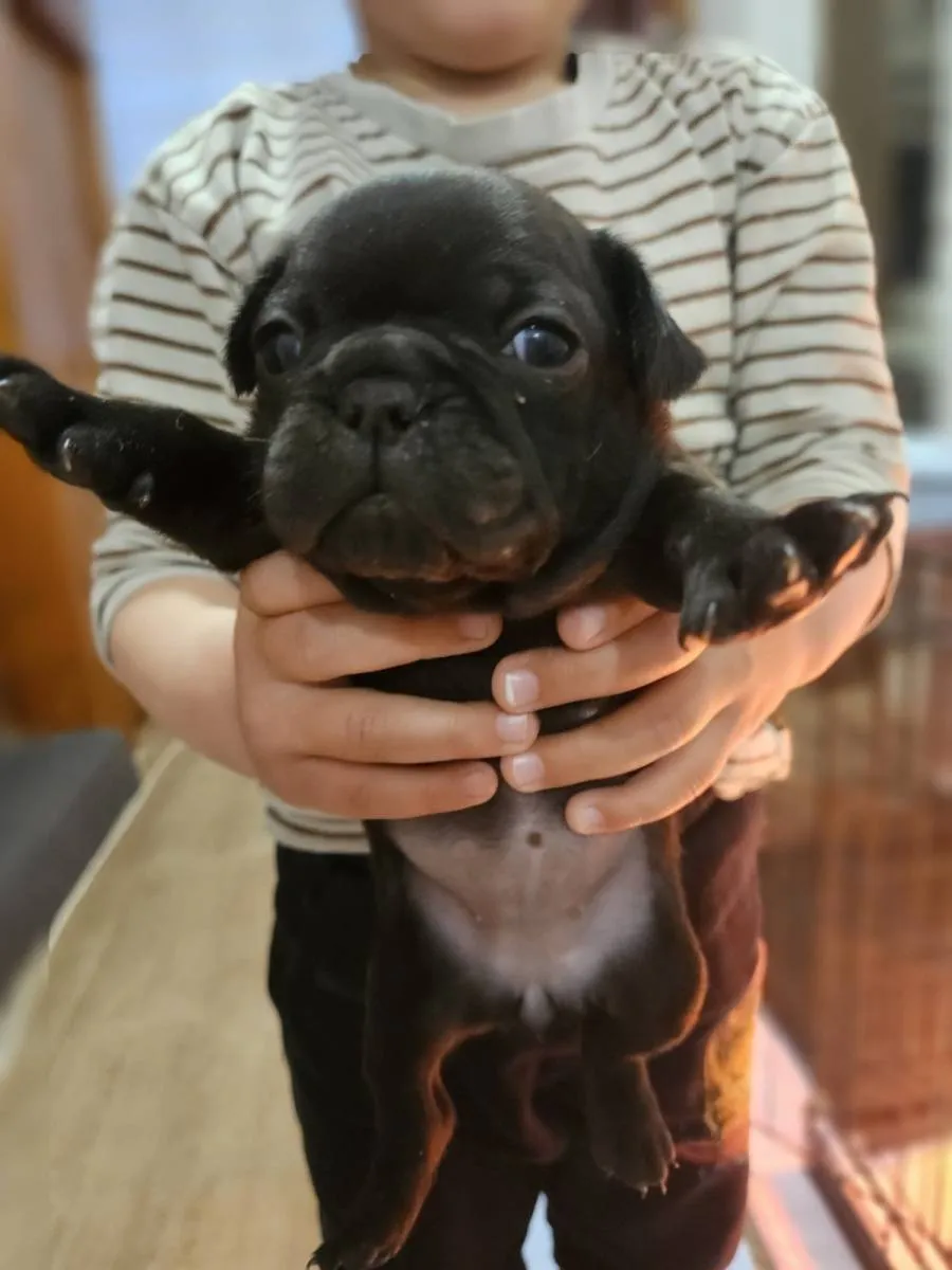 Francuski buldog