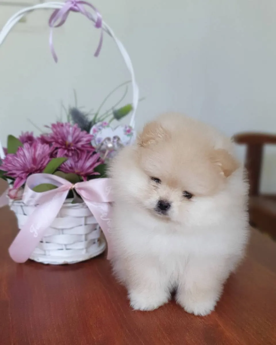 Preslatki BOO Pomeranci