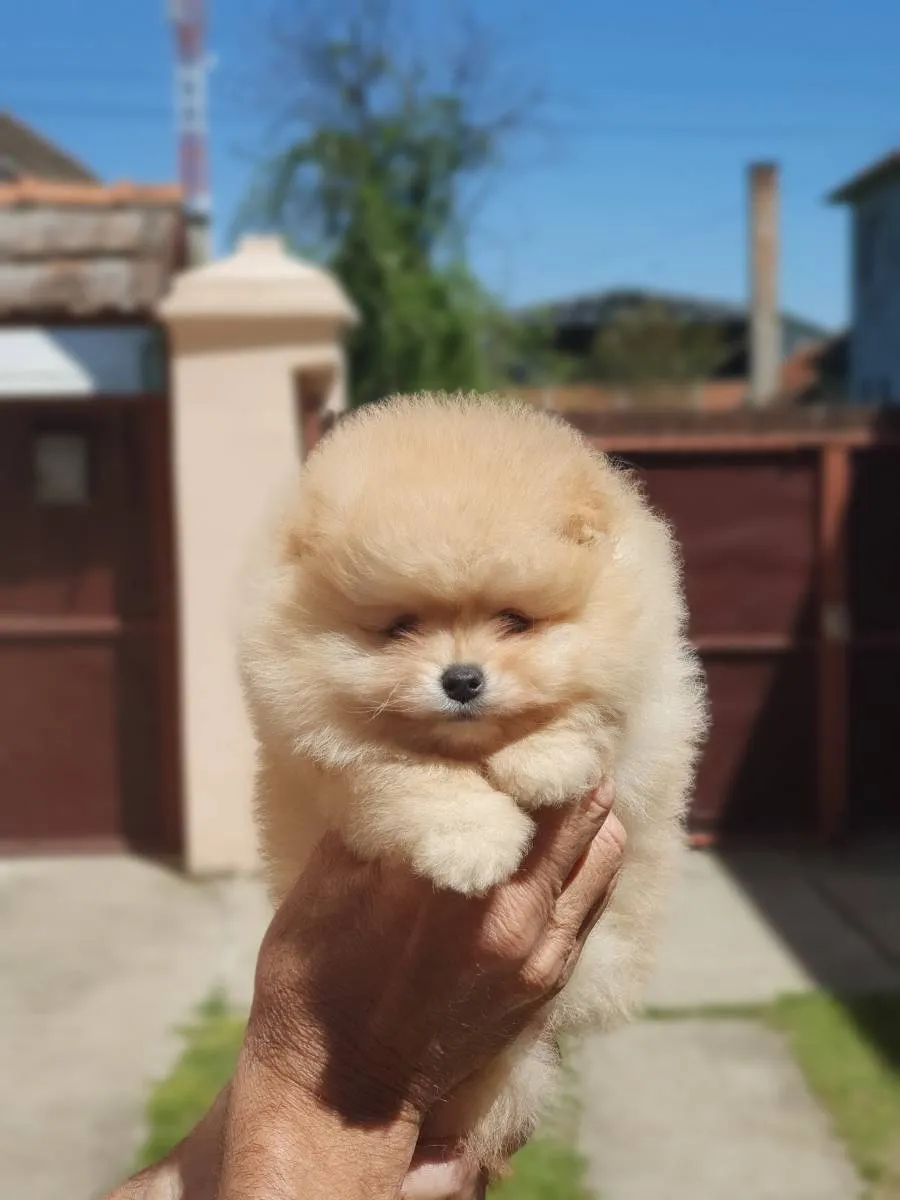 Zanimljivi BOO Pomeranci