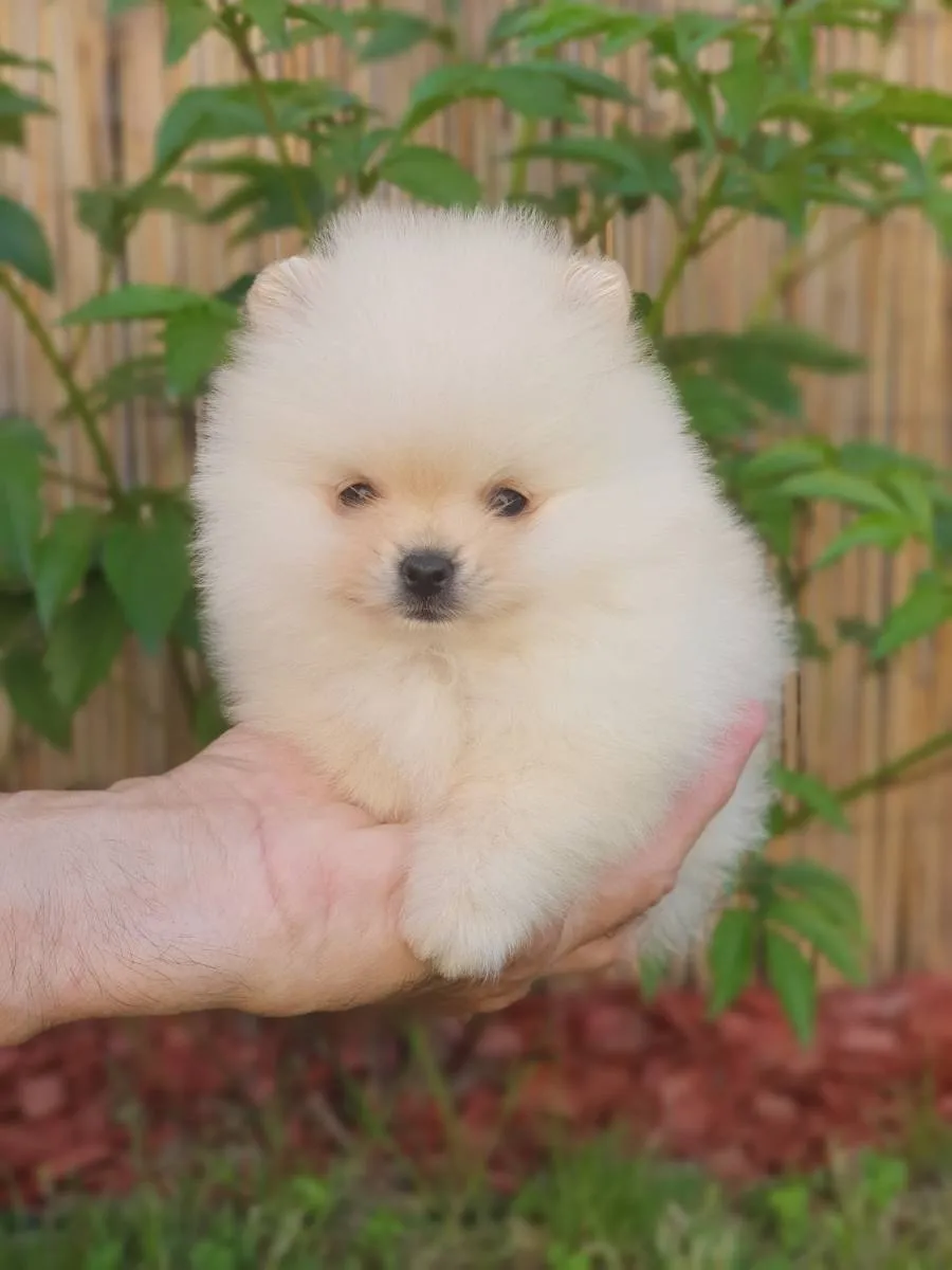 Mali BOO Pomeranci