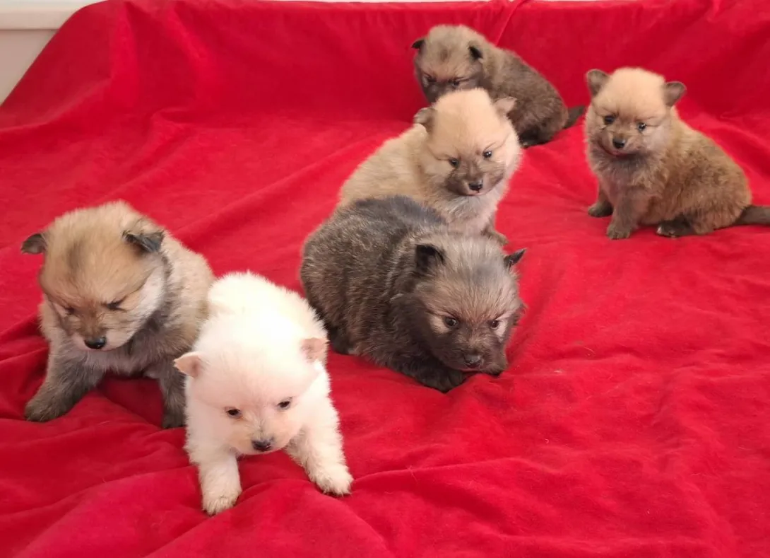 Pomeranski spic