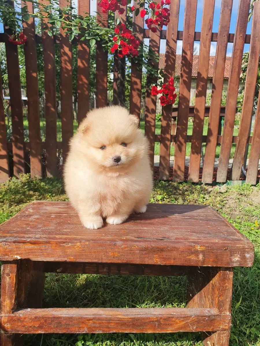 Patuljasti BOO Pomeranci