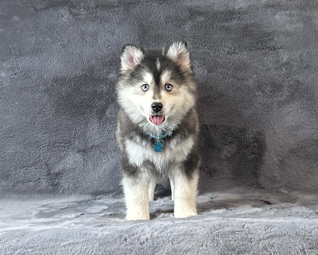Prekrasni plavooki štenci f3 Pomsky na p