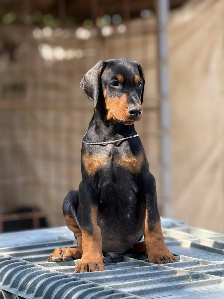 Prodaju se prelepi štenci dobermana