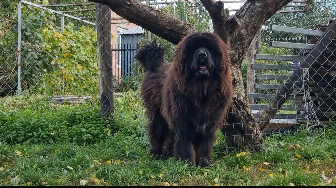 Tibetski Mastif muzjak
