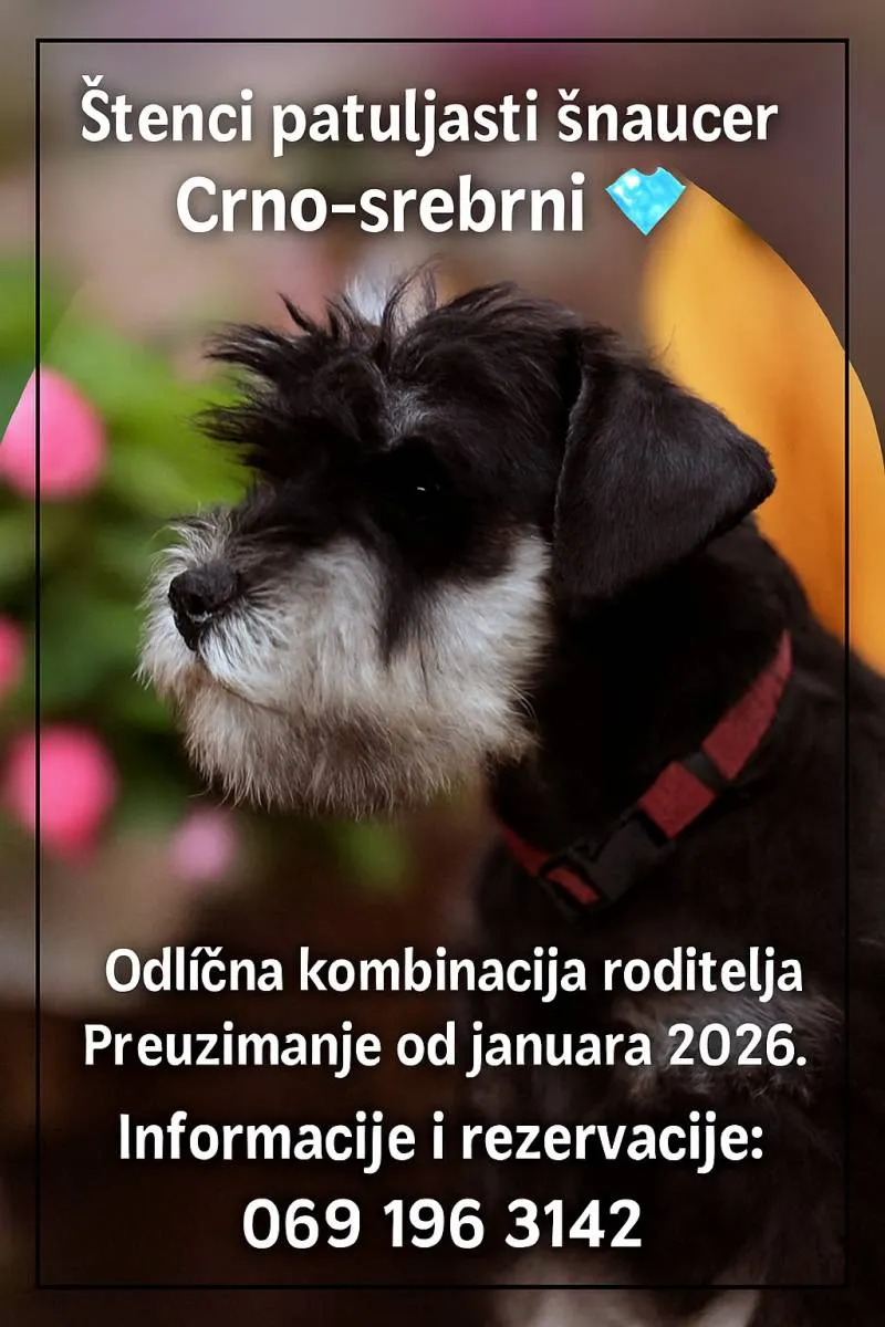 Šnaucer štenci