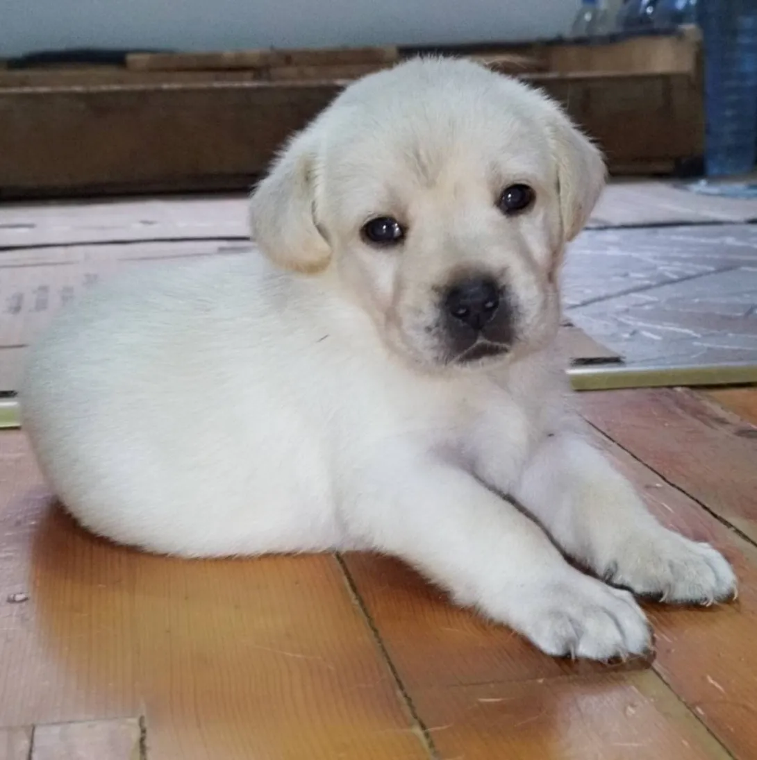 Stenci labradora