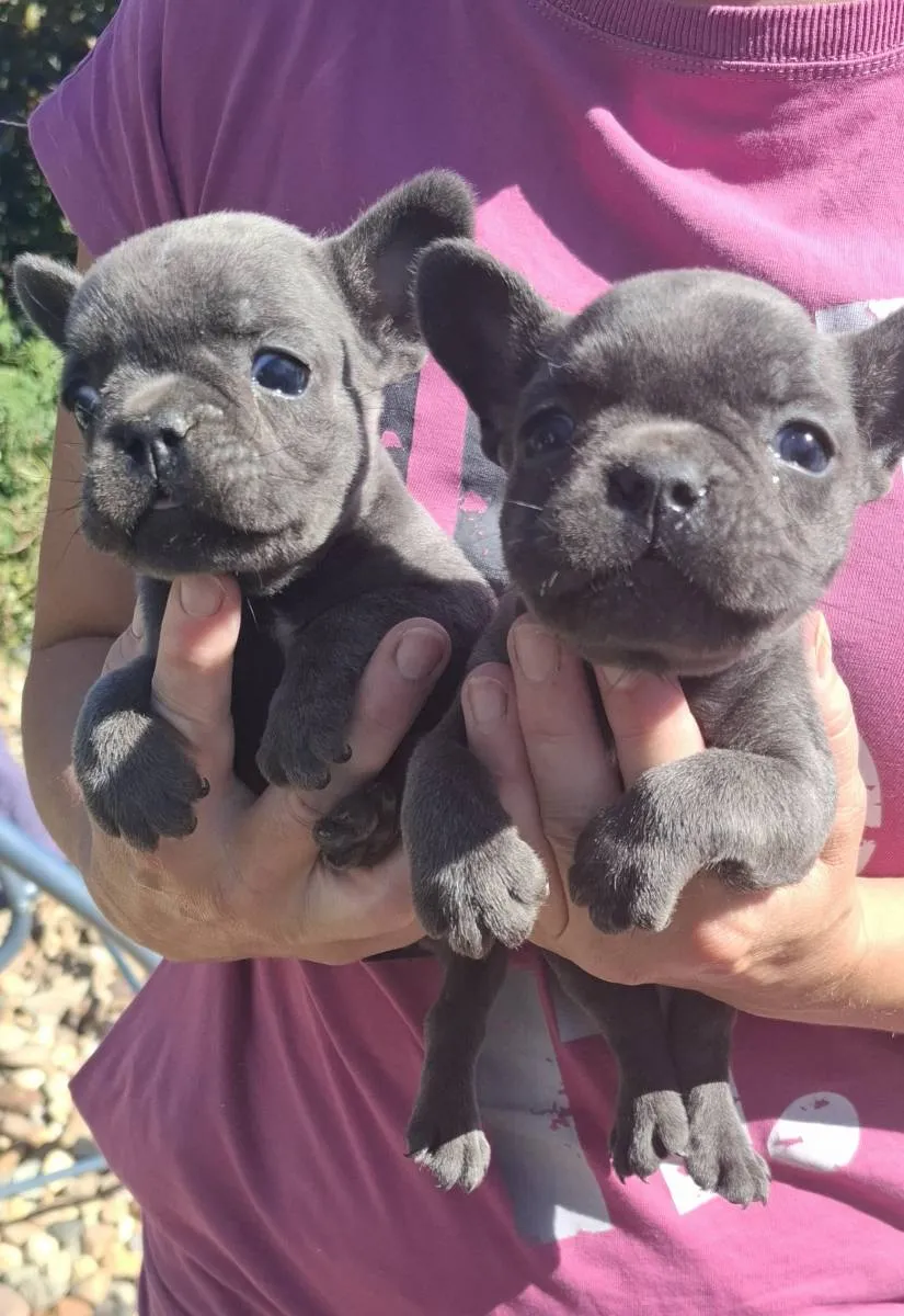 Plavi Francuski buldog