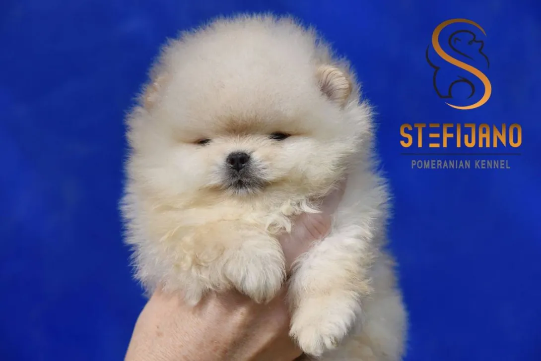 Pomeranac BOO medvedići, Pomeranski špic