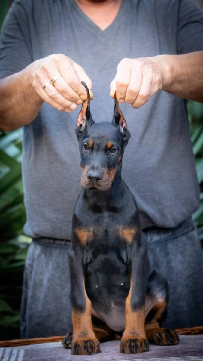 Doberman stenci