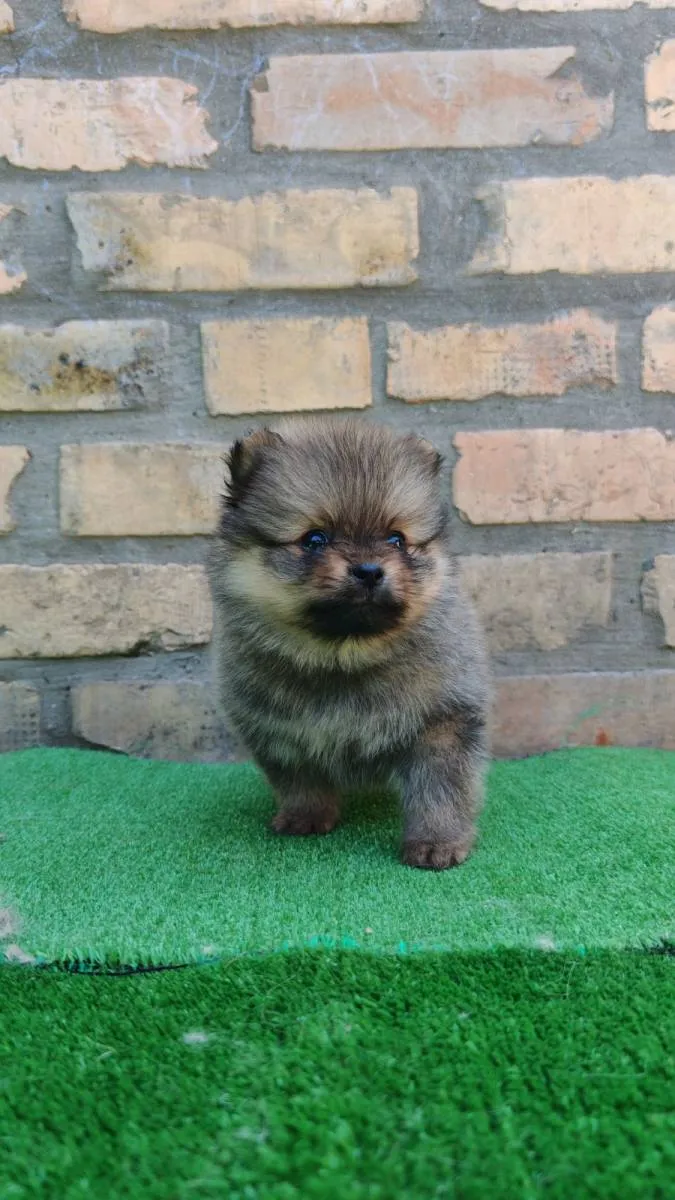 Pomeranski špic -pomeranac