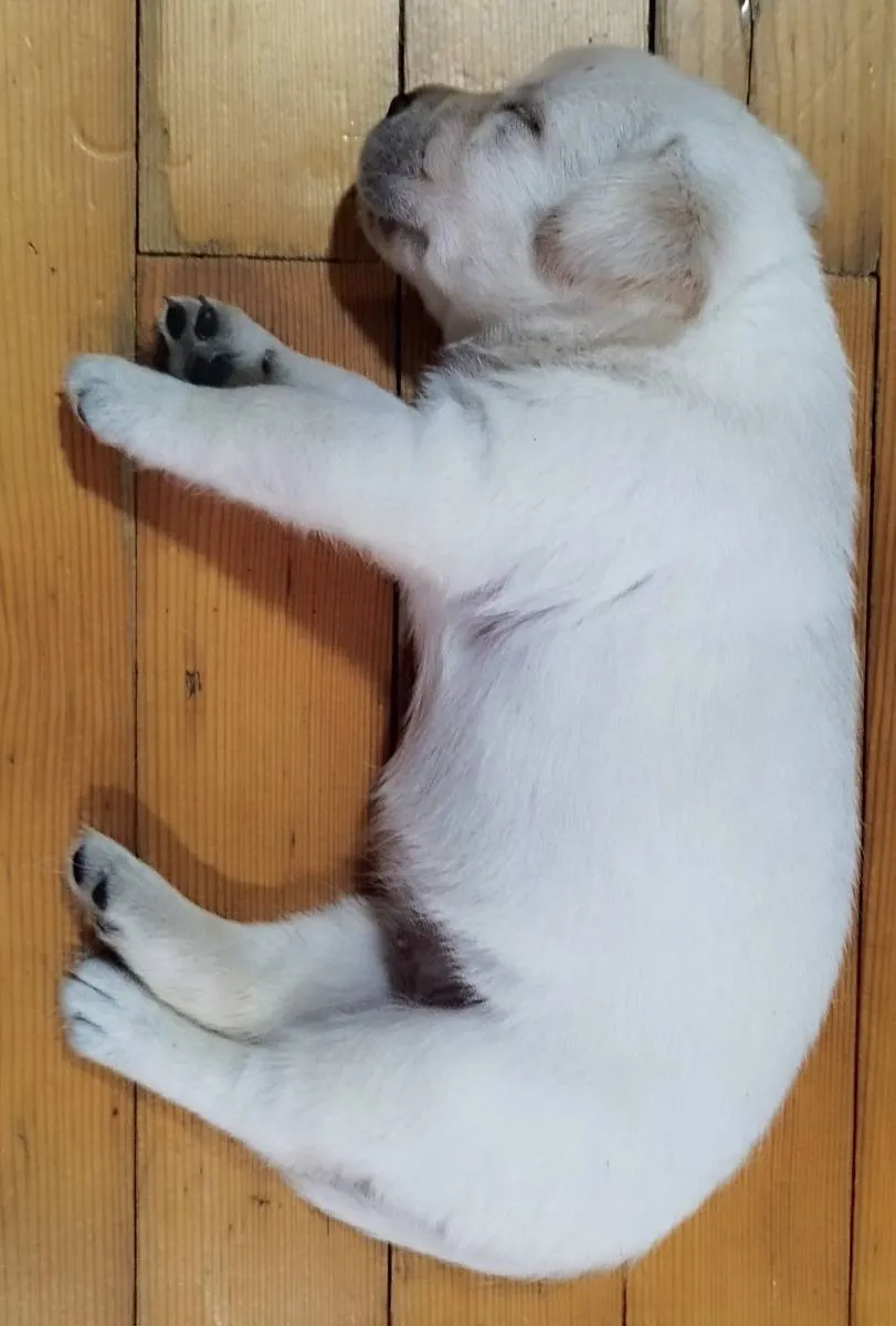 Labrador stenci na prodaju